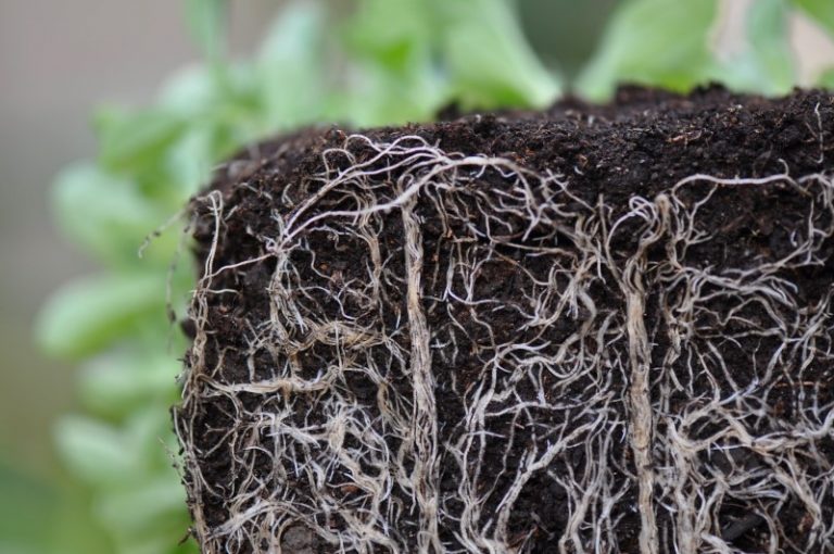 De proef (test) van Romberg | INP Instituut voor Neuropathische Pijn